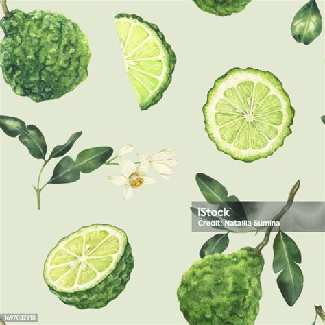 베르가못 요소가 있는 수채화 이음매 없는 패턴 연한 초록색에 초록색의 꽃 나뭇잎 과일이 있는 손으로 그린 배경 베르가못에 대한 스톡 벡터 아트 및 기타 이미지 Istock