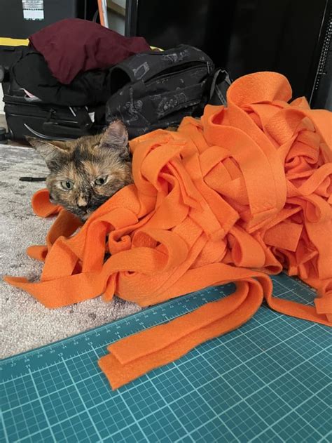 Working On A Project Bugbug “helps” Alongside R Torties