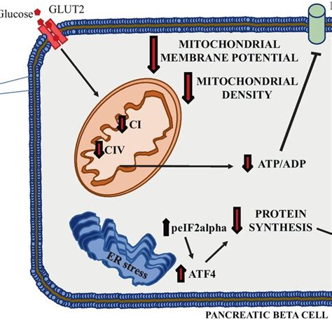 Molecular Effects Of Protein Restriction On Mitochondrial Metabolism Download Scientific