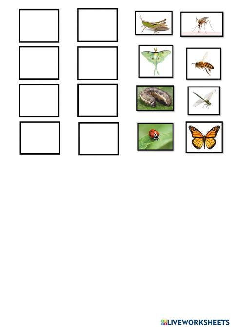 4 Years Insects Worksheet Live Worksheets