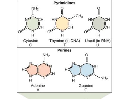 Nucleic Acids Structure And Function Conductscience