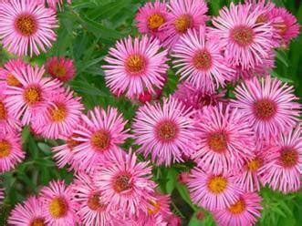 Купить семена Астра многолетняя американская Aster novae-angliae Bars ...