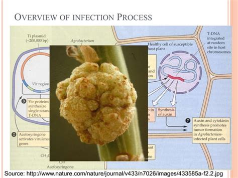 Vector Mediated Gene Transfer Methods For Transgenesis In Plants