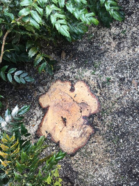 Tree Removal And Pruning For Pendle Council • Cms Tree Services
