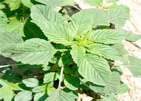 Identify And Control Palmer Amaranth In Your Fields Agweb