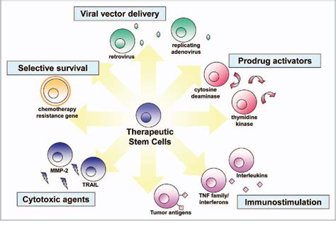 Figure 1 From Stem Cell Sources And Their Homing To Tumors Semantic