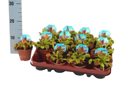 Дионеа (Венерина мухоловка) 50334766 на топ цена — Home Max | ex Baumax