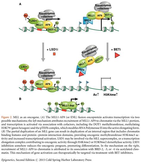 Histone Modifications And Cance