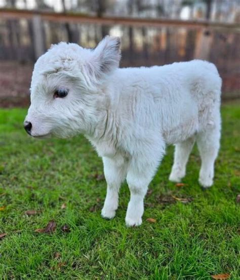 Mini Highland Cow For Sale Sandra Buy Mini Highland Cow Online Mini Highland Cow