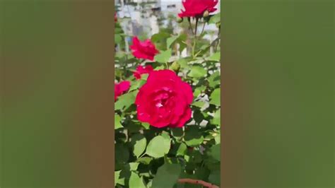 박창근 수요일엔 빨간장미를 박창근응원 Youtube