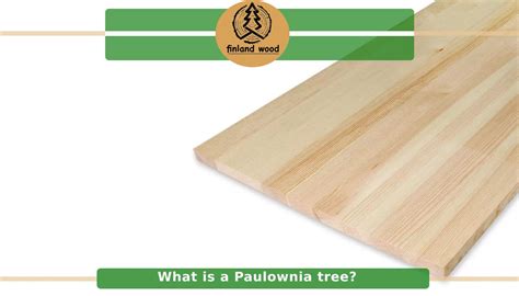 What Is Paulownia Wood Used For Features Specifications And Price