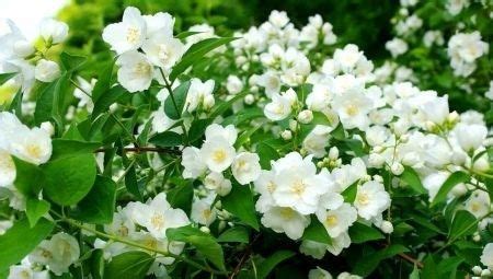 Чубушник Фрости Морн фото, описание сорта, отзывы | Plants, Garden