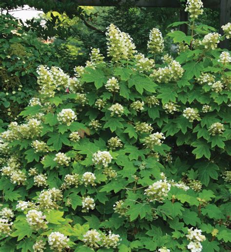 The Best Plants With Four Season Interest In Your Region Fine Gardening