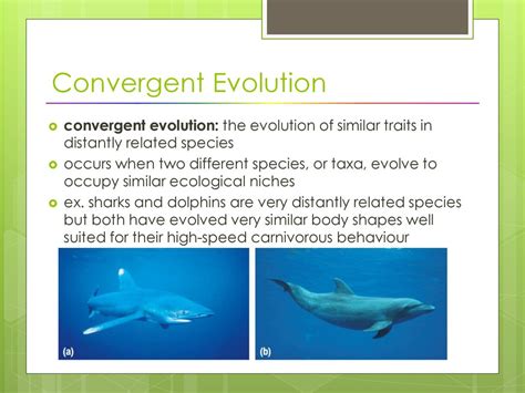 Patterns Of Evolution Section Ppt Download