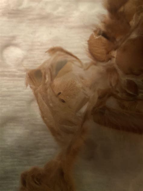 N Incei Molt Its A Small Molt And A Bit Shredded What Do You All Think R Tarantulas