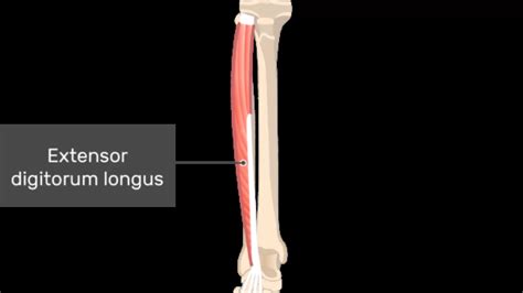 Extensor Digitorum Longus Location