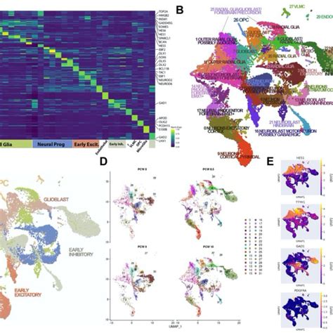 Single Cell Rna Seq Reveals A Continuous Manifold Of Developmental
