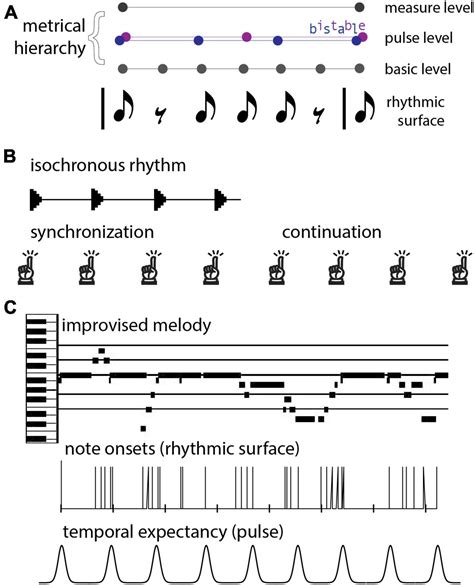 Frontiers Dynamic Models For Musical Rhythm Perception And Coordination