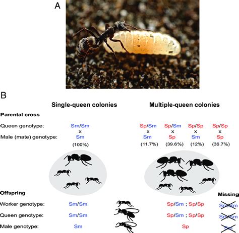 Study Species And Genetic System Underlying Variation In Social
