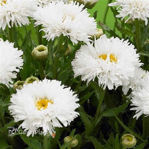 Leucanthemum Ooh La™ Laspider Shasta Daisy New Garden Plants