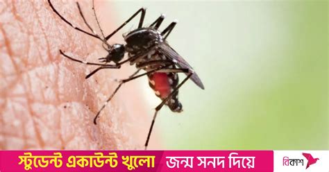 Rising Aedes Density Fuels Dengue Spread Beyond City Corporation Areas