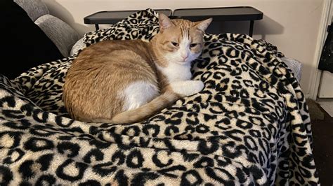 My Orange Kitty Cheeto Rorangecats