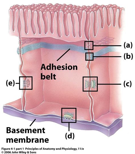 cell junctions diagram quizlet