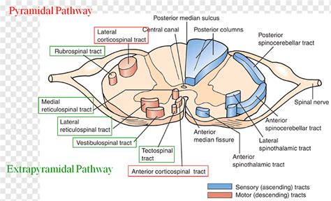 Extrapyramidal System Anatomy And Clinical Importance Kenhub