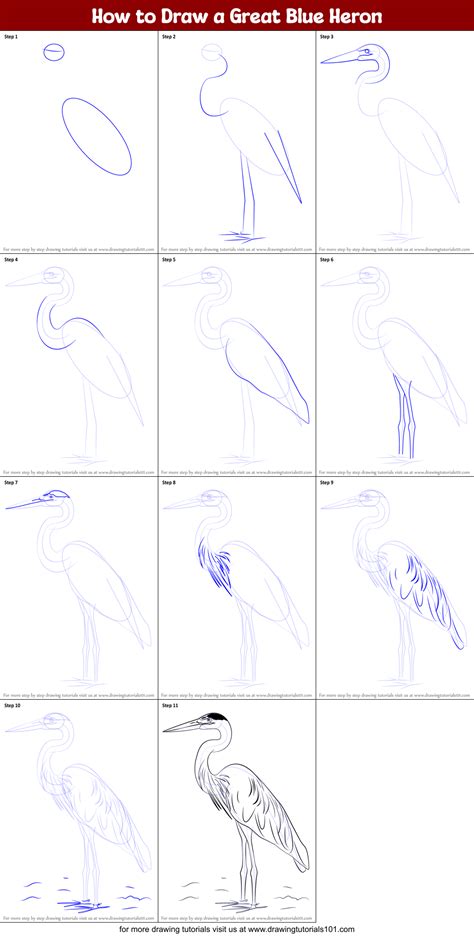 how to draw a great blue heron birds step by step