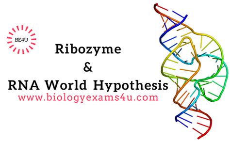 Ribozyme Definition Function And Application Rna World Hypothesis