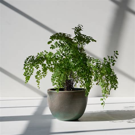 Form 08 Heath Ceramics