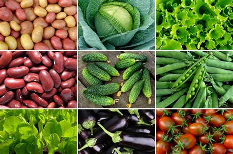 სოფლის განვითარების სააგენტო