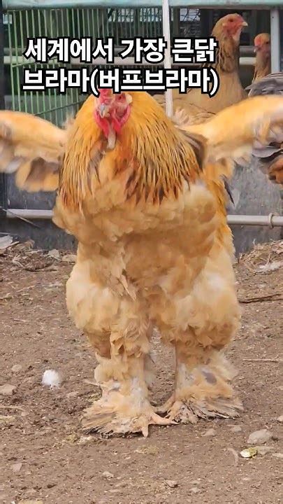 세계에서 가장큰닭 브라마브라마관상닭brahma Youtube