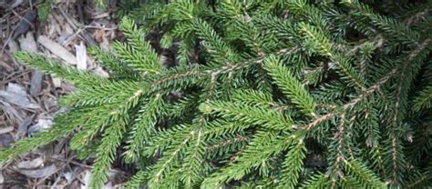 Modyfikacja Liści Przyczyny I Przykłady W Przyrodzie