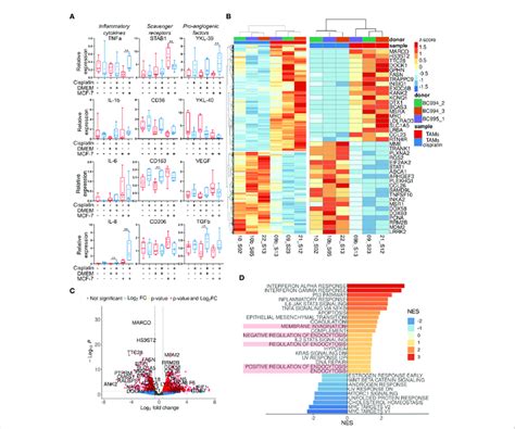 Transcriptional Reprogramming Of Tams By Cisplatin A Effect Of Download Scientific Diagram