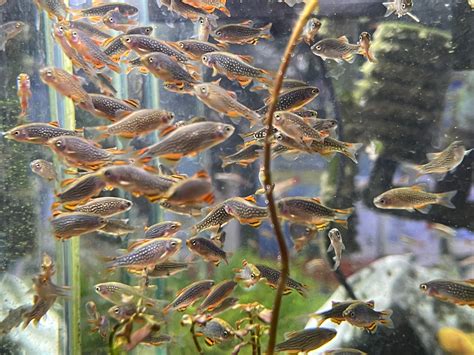 Danio Margaritatus Perlhuhnbärbling Karpfenfisch Danio Margaritatus