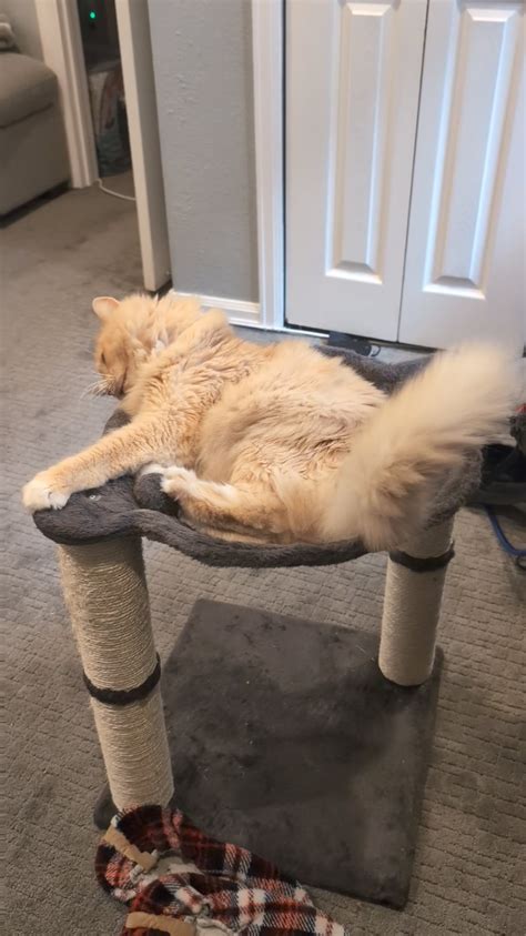 Princess Peach Attacks Like A True Orange R Oneorangebraincell