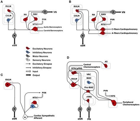 Contribution Of Autonomic Reflexes To The Hyperadrenergic State In