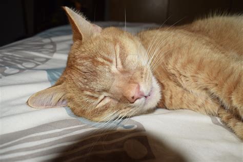 Cute Relaxed Pipsqueak By Dimensions Arts On Deviantart