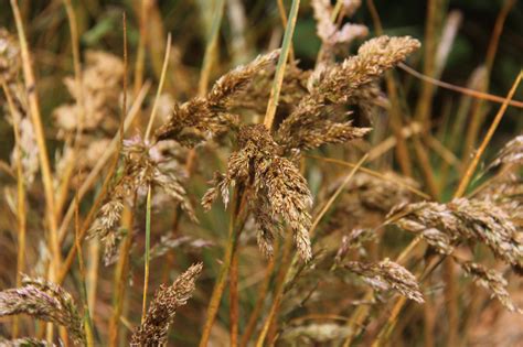 Deschampsia Cespitosa Ssp Holciformis Coastal Hairgrass Larner Seeds