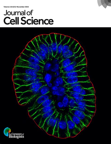 Gm Csf Activated Human Dendritic Cells Promote Type 1 T Follicular