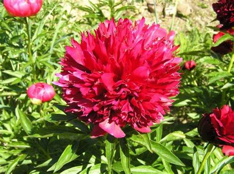 Пион Ред Спайдер (Red Spider): описание, фото, посадка и уход