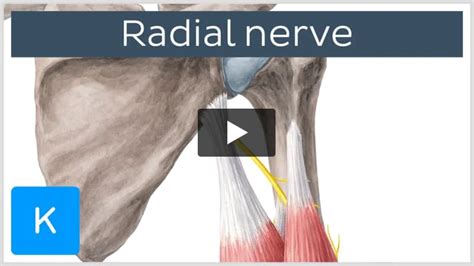 Radial Nerve Roots