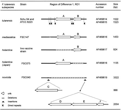 hierarchical cluster analysis of f tularensis dna microarray