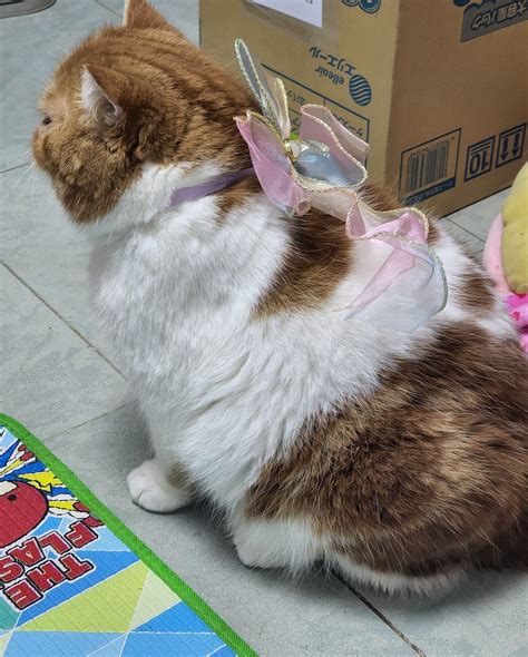 太子哥與大婆二三奶的私貓生活 太子哥與大婆二三奶的私貓生活 Added A New Photo