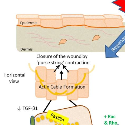 Schematic Diagram Of Differences In Actin Cytoskeleton Organisation And