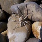 Spiders In Michigan 49 Different Species