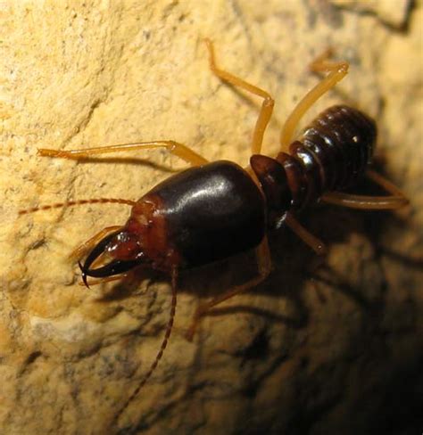 Termite Pictures Macrotermes Carbonarius Termite Web