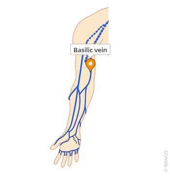 Basilic Vein E Anatomy Imaios