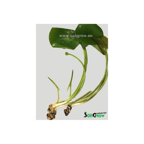 Nuphar Japonica Spatterdock